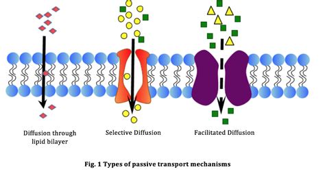 phospholipids between us part 2 transport through cell membranes