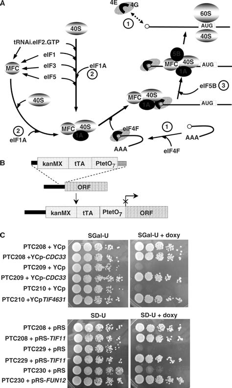 Construction And Characterization Of Strains See Genotypes In Table 2