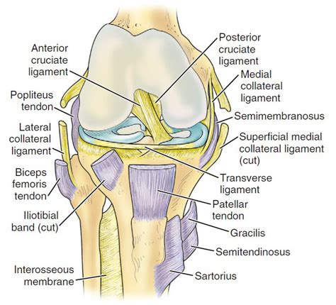 Knee Joint Prosthesis