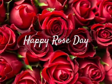 Happy Rose Day 2019 Wishes Sms Messages Quotes Images Facebook