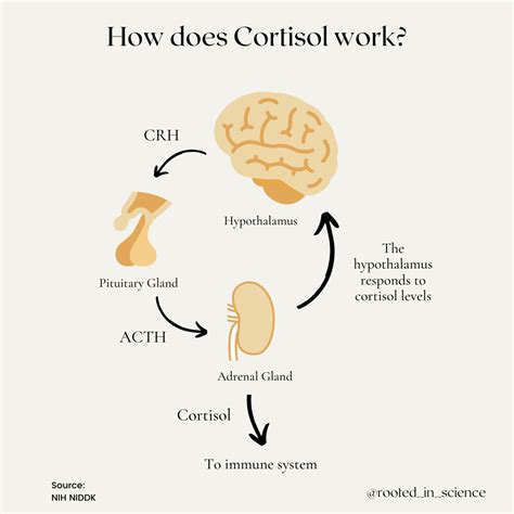 Cortisol The Ultimate Guide To The “stress” Hormone