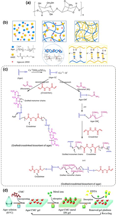 A Chemical Structure Of Agar B Synthesis Of Agar Paaee