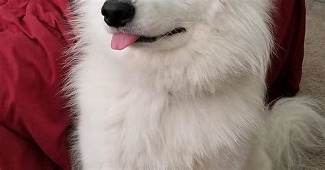 All Of The Intrinsic Beauty And Dignity Imgur