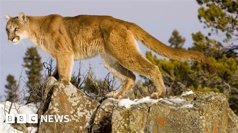 Colorado Runner Kills Cougar In Self Defence After Attack Bbc News