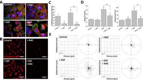 Effect Of Ros Scavenger N Acetyl L Cysteine On Egf Induced Enhancement