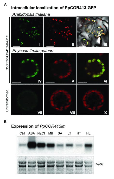 Subcellular Localization Gene Expression And Predicted Topology Of
