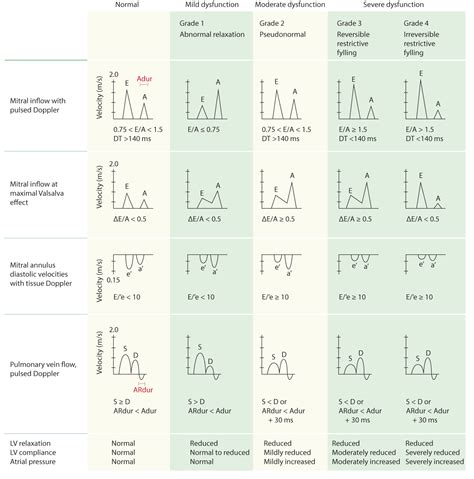 reference normal values for echocardiography ekg and echo