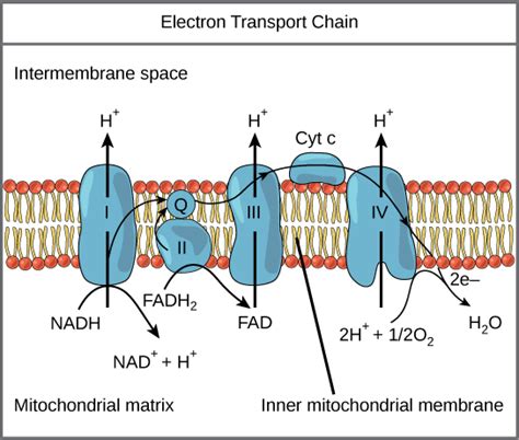 Electron Transport Chain Biology For Majors I