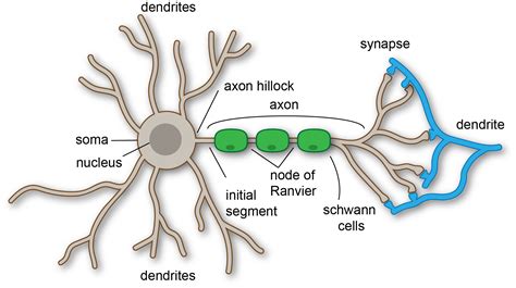 Differences Between Axons And Dendrites Overall Science