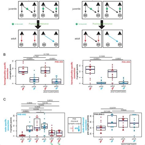 dmd 4 is regulated by spatial temporal and sex specific cues in the