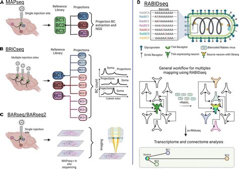 Mapping Brain Wide Connections With Multiplexed Barcoded Viral Tools
