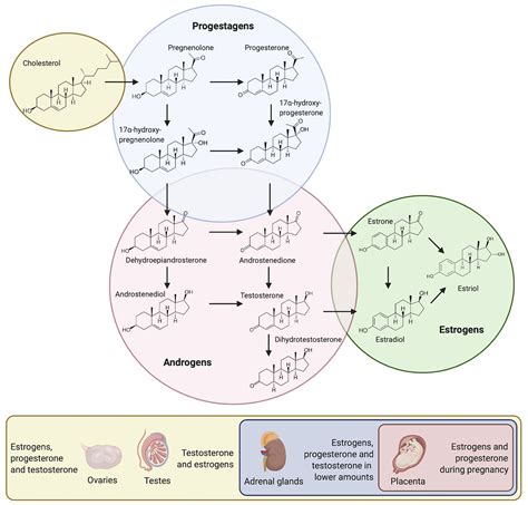 Frontiers Sex Steroid Hormones As A Balancing Factor In Oral Host