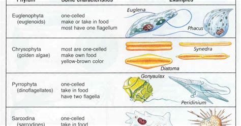 Science Liceo Colombia Protist Kingdom