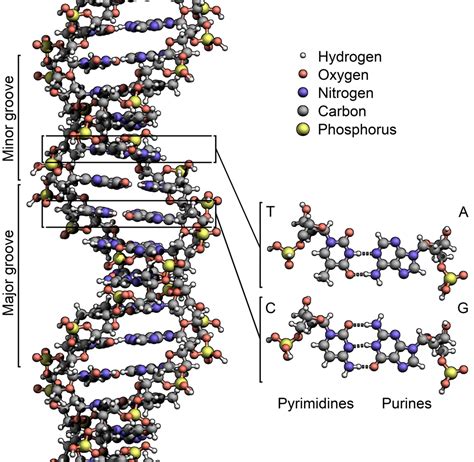 The Structure Of Dna Showing In Detail The Structure Of The Four Bases