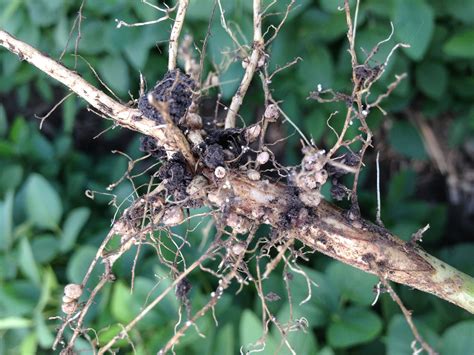 Soybean Cyst Nematode Scn Resistance