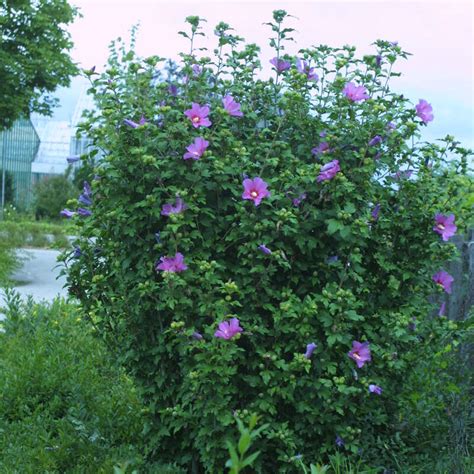 Eibisch Hibiscus Syriacus Russian Violet