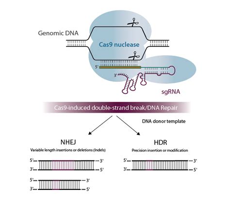 Prime Editing The Newest Tool In The Crispr Toolbox
