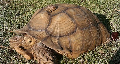 Sulcata Tortoise Care Sheet Berna Walls