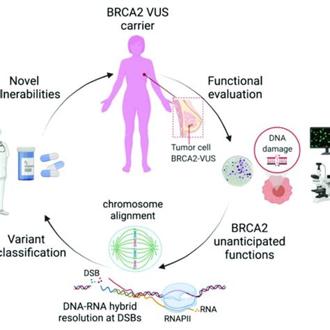 The Number Of Different Brca1 Brca2 Variants Reported In Public