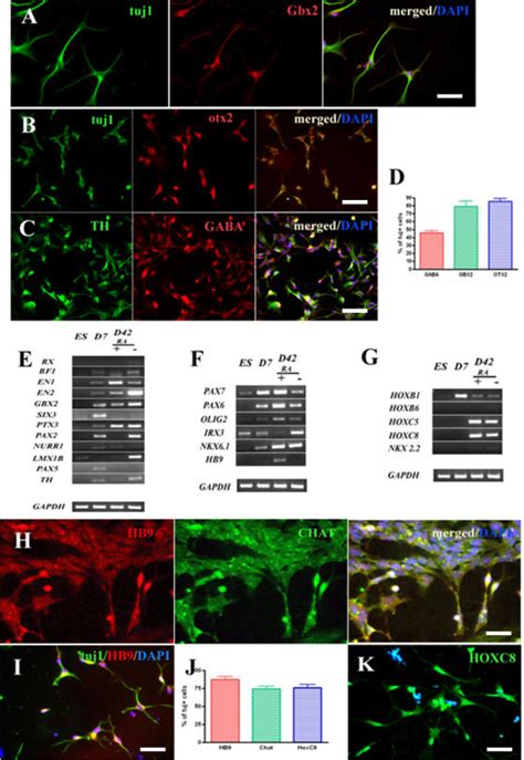The Hesc Derived Neural Progenitors Display Rostral Phenotype A The
