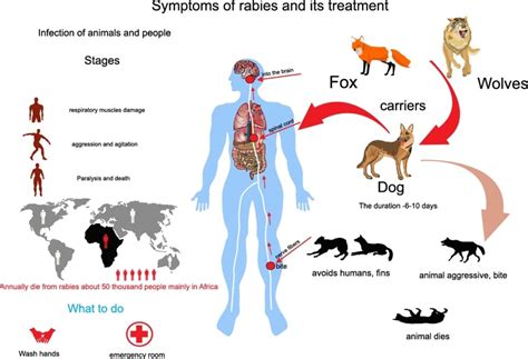 Rabies Symptoms