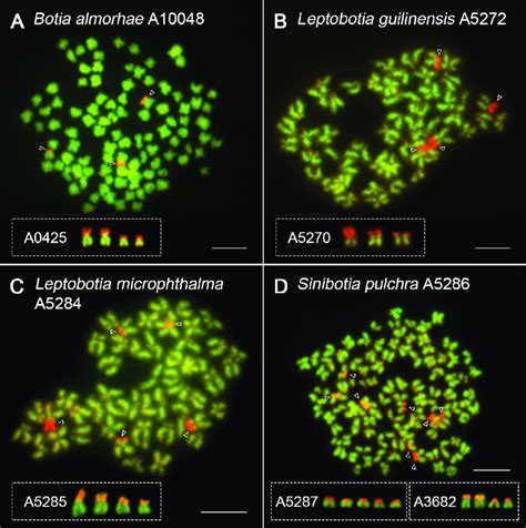 Cma 3 Dapi Staining In Selected Botiid Species Mitotic Metaphases Of