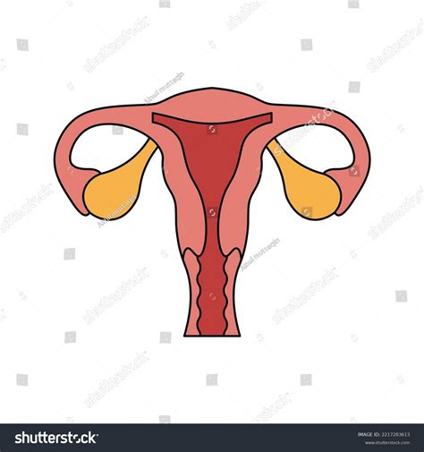 Female Reproductive Organs Icon Uterus Sign Stock Vector Royalty Free