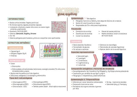 Bacterias Gram Negativas Mikho Mejía Udocz