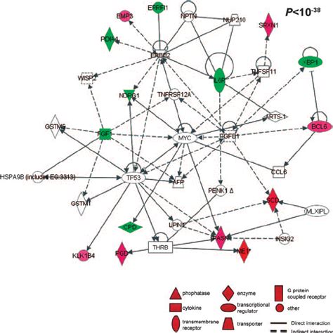 Pathway Mapping Analysis Identified A Highly Significant Network