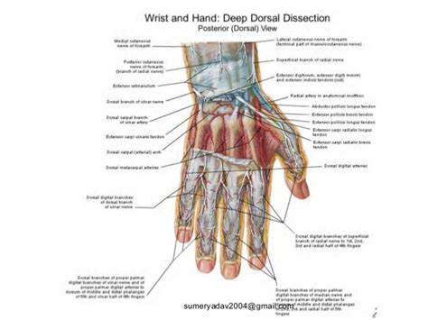 Extensor Tendons Hand Anatomy Anatomy Reading Source