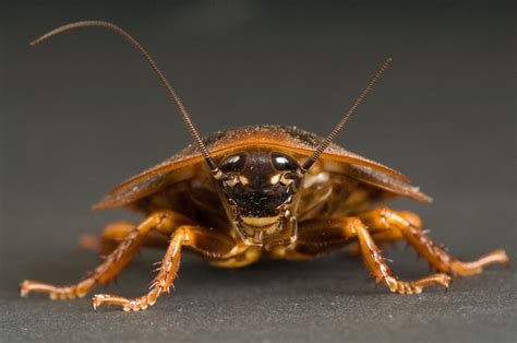 Air Duct Cleaning After A Roach Infestation
