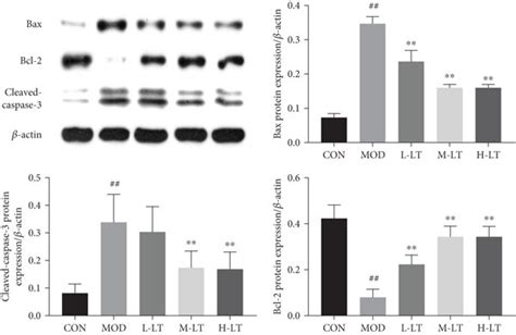 Protein Expression Of Bcl 2 Bax And Cleaved Caspase 3 In Rats Brain