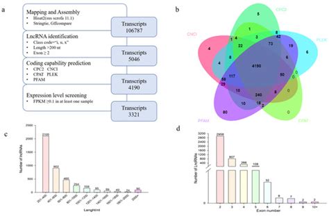 Genes Free Full Text Comprehensive Analysis Of The Lncrna Mirna