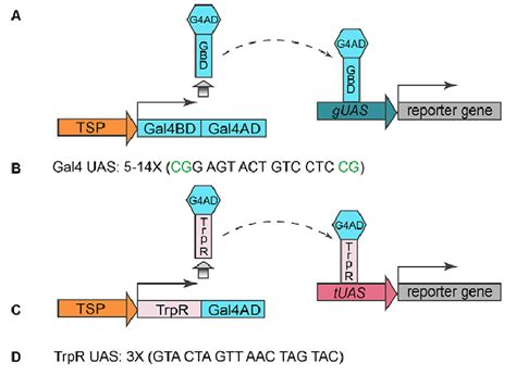 Gal4 Guas And Trpr Tuas Gene Expression Systems A Expression From A