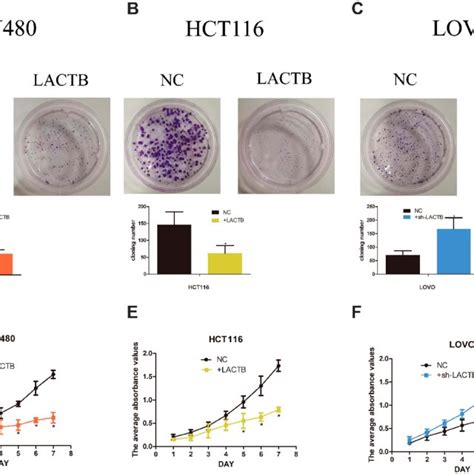 Lactb Inhibits Crc Cell Proliferation And Colony Formation In Vitro