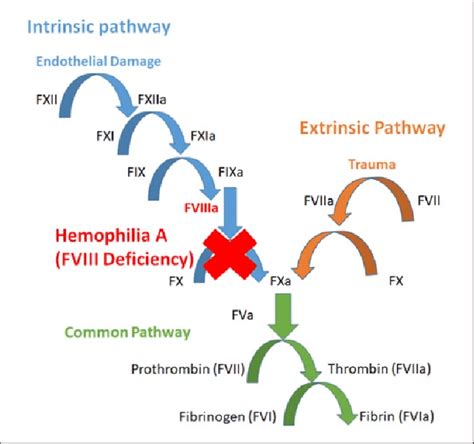 Intrinsic Coagulation Cascade