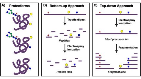 A Fusion Of Proteomic Practices The Indisputable Complementarity Of