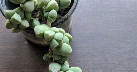 succulent species unknown album on imgur