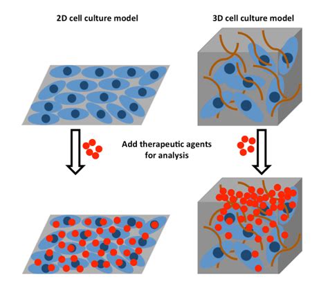 2d Cell Culture Vs 3d Cell Culture Metabotype