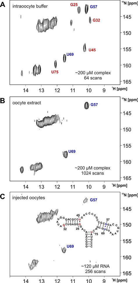 In Cell 15 N Hmqc Spectra Of G U 15 N Labeled Sv 2 Dg Aptamer The