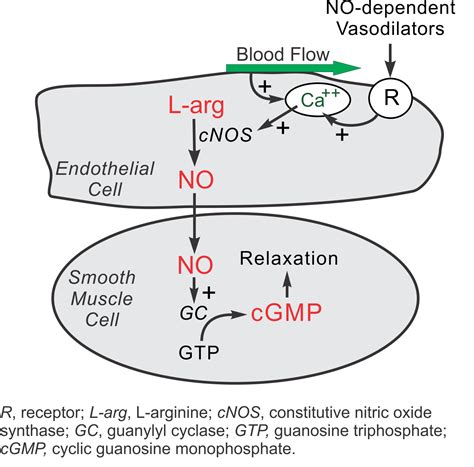 Nitric Oxide Formation And Metabolism Nitric Oxide Chemical