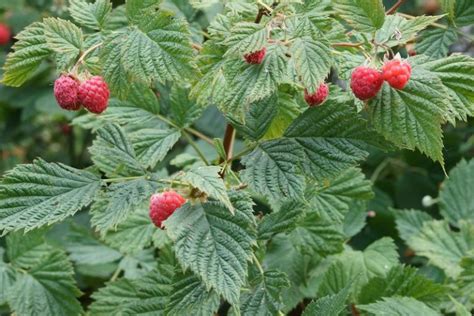 Complete Guide To Growing Raspberries In Australia Ultimate Backyard