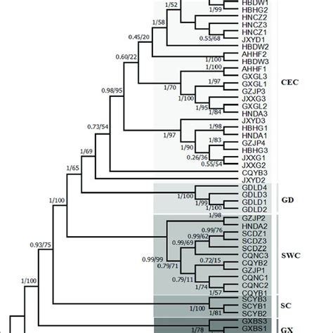 Phylogenetic Tree [bayesian Inference Bi And Maximum Likelihood