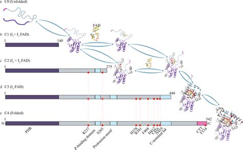 Mapping Intermediate Structures And Fad Binding Events Along The Dcry
