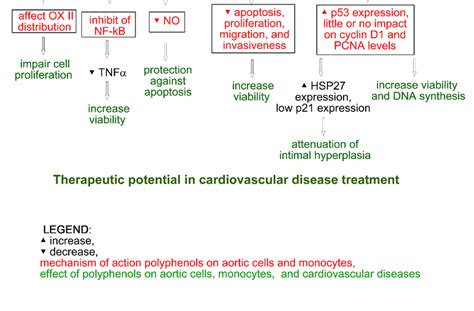 Effect Of Polyphenols On Aortic Cells And Myocytes Download