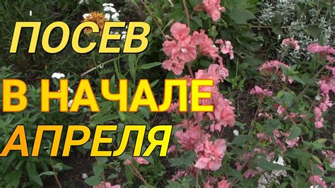 Какие цветы посеять на рассаду в апреле Родные сотки Дзен