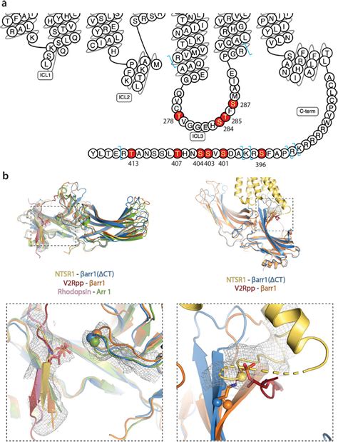 Identification Of Grk5 Phosphorylation Sites In Human Ntsr1 And