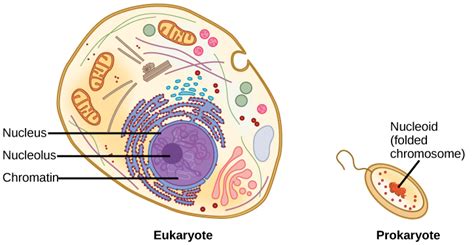 Storing Genetic Information Biology For Majors I