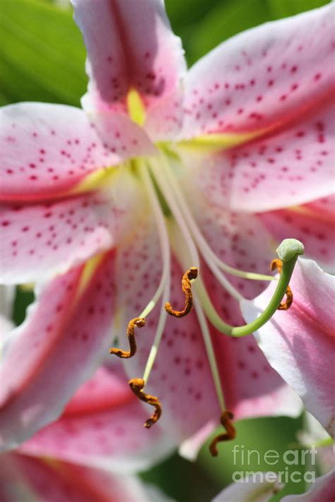 Lily Love Photograph By Christina Gupfinger Fine Art America