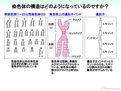 がん遺伝子検査入門（2） 株式会社メディカルエデュケ－ション